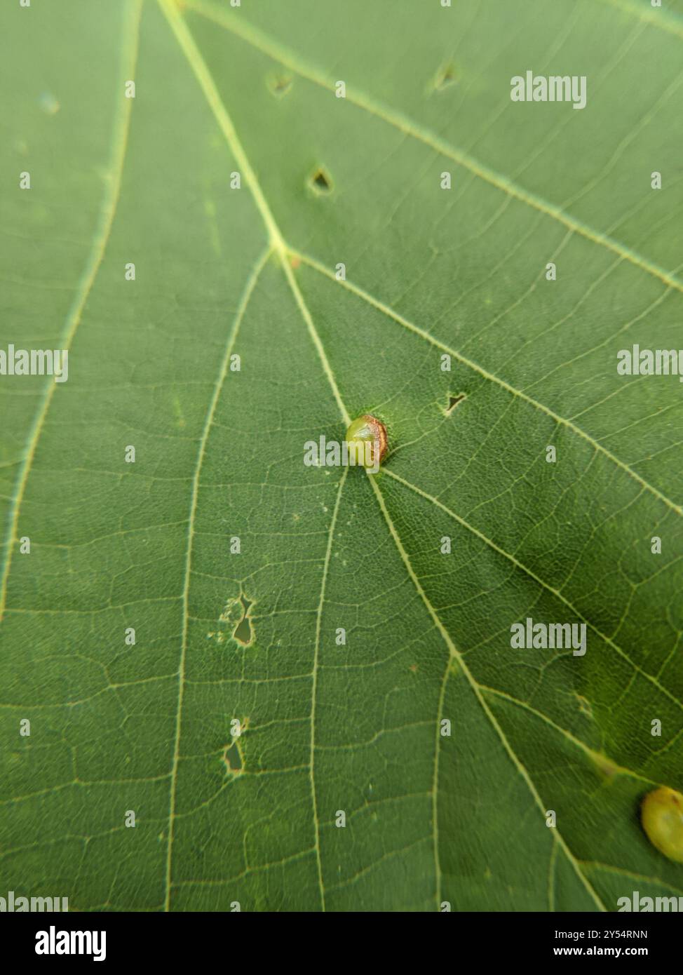 Linden Wart Gall Midge (Contarinia verrucicola) Insecta Stock Photo - Alamy