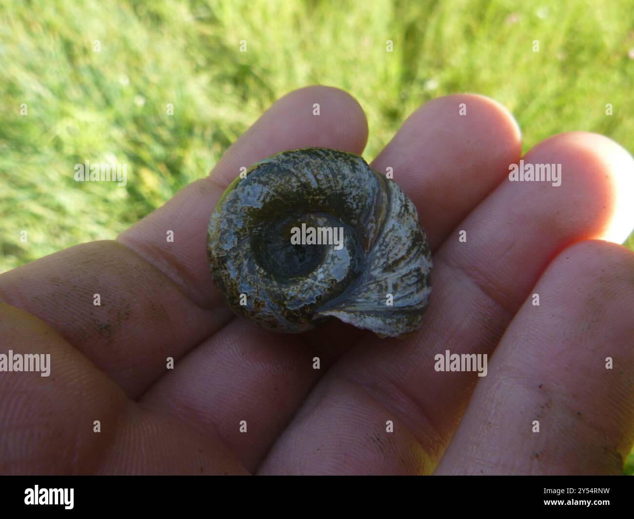 Great Ram's-horn (Planorbarius corneus) Mollusca Stock Photo - Alamy