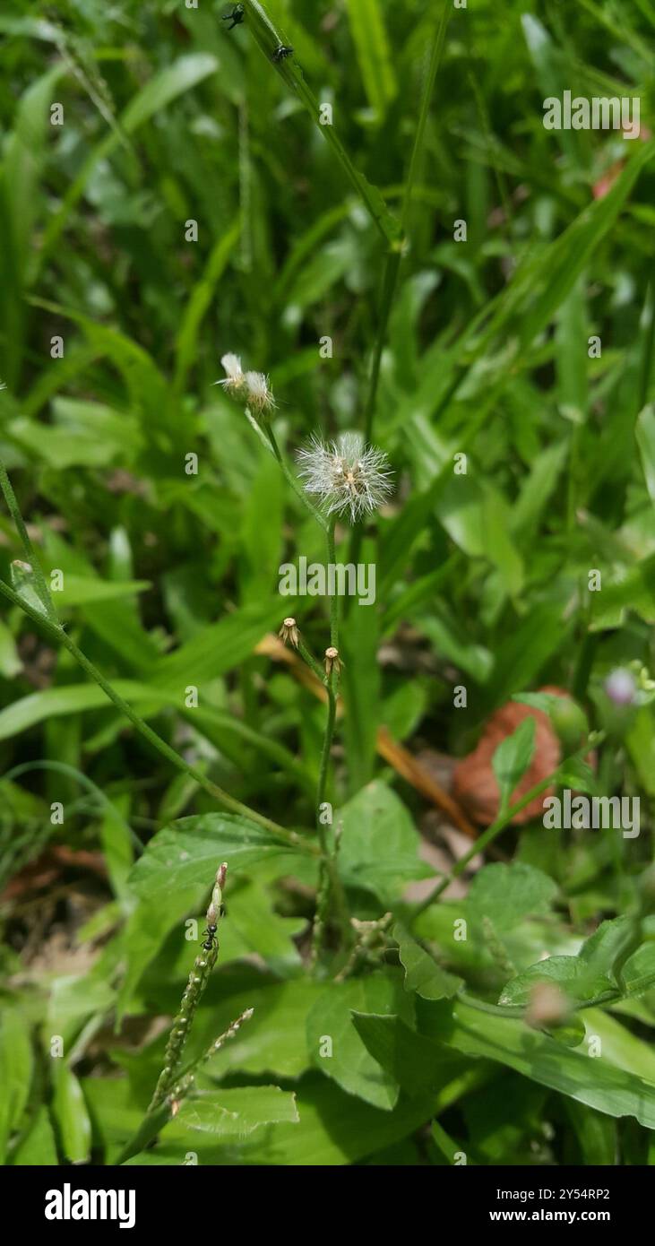 little ironweed (Cyanthillium cinereum) Plantae Stock Photo - Alamy