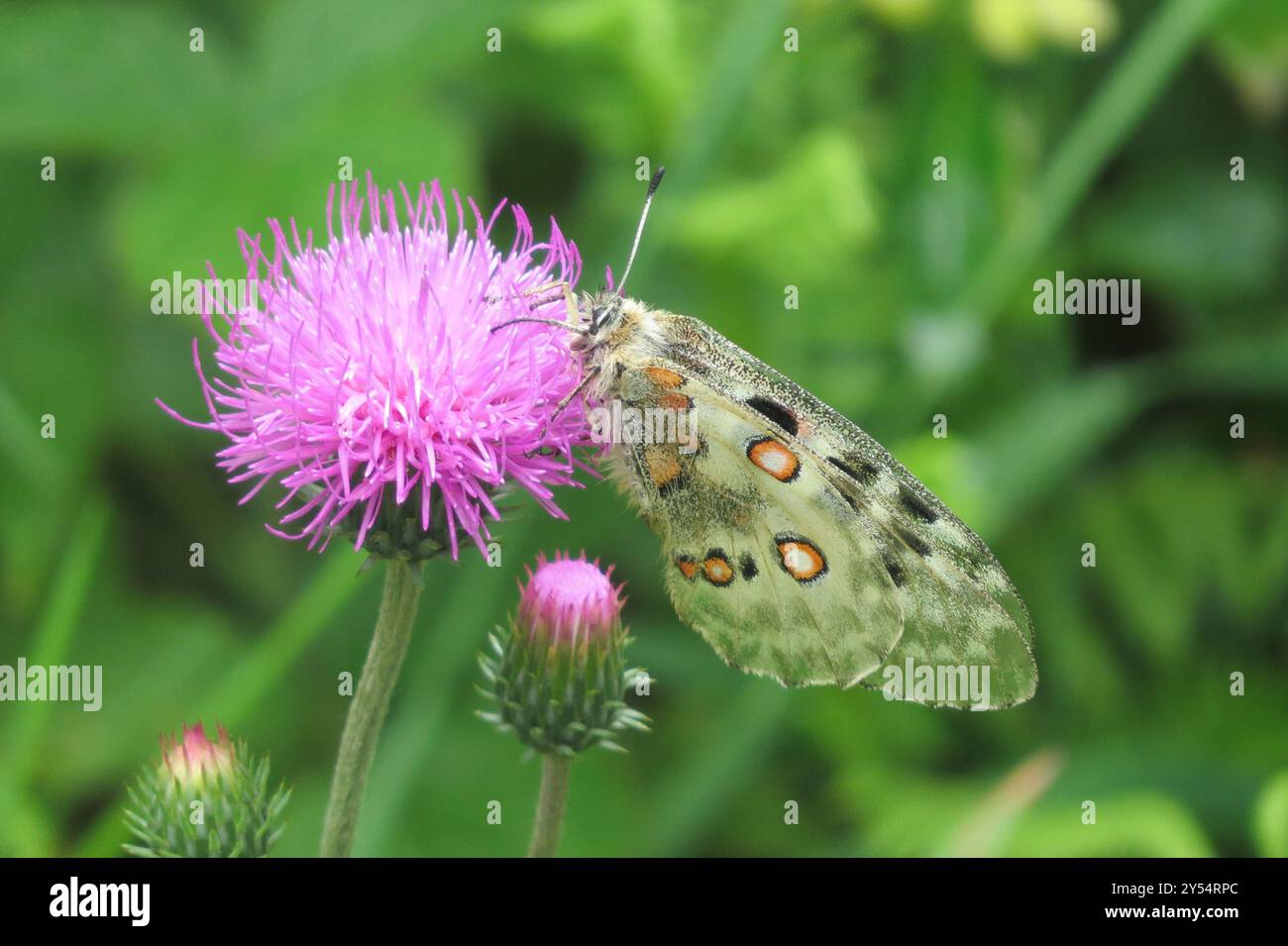 Apollo (Parnassius apollo) Insecta Stock Photo - Alamy