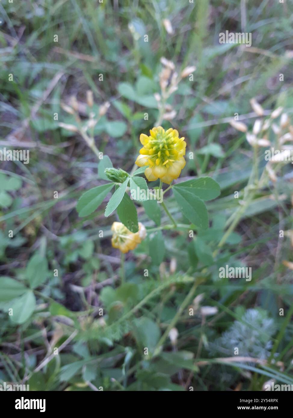 large hop clover (Trifolium aureum) Plantae Stock Photo - Alamy