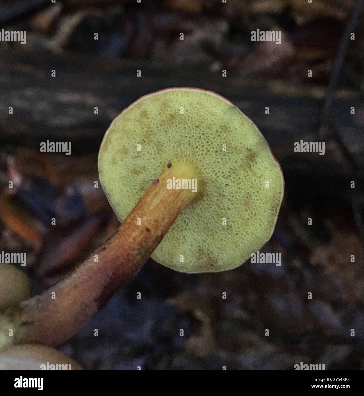 Red-cracking Bolete (Xerocomellus chrysenteron) Fungi Stock Photo - Alamy