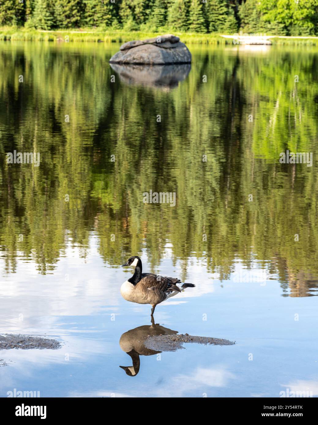 Goose reflection in Sylvan Lake, in Custer State Park, near Custer, South Dakota Stock Photo - Alamy