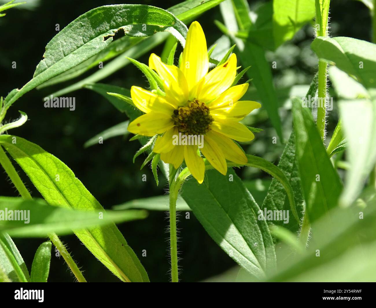 giant sunflower (Helianthus giganteus) Plantae Stock Photo - Alamy