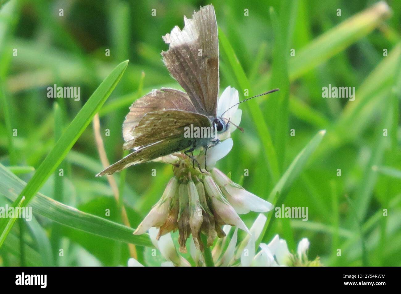 Gossamer-winged Butterflies (Lycaenidae) Insecta Stock Photo - Alamy