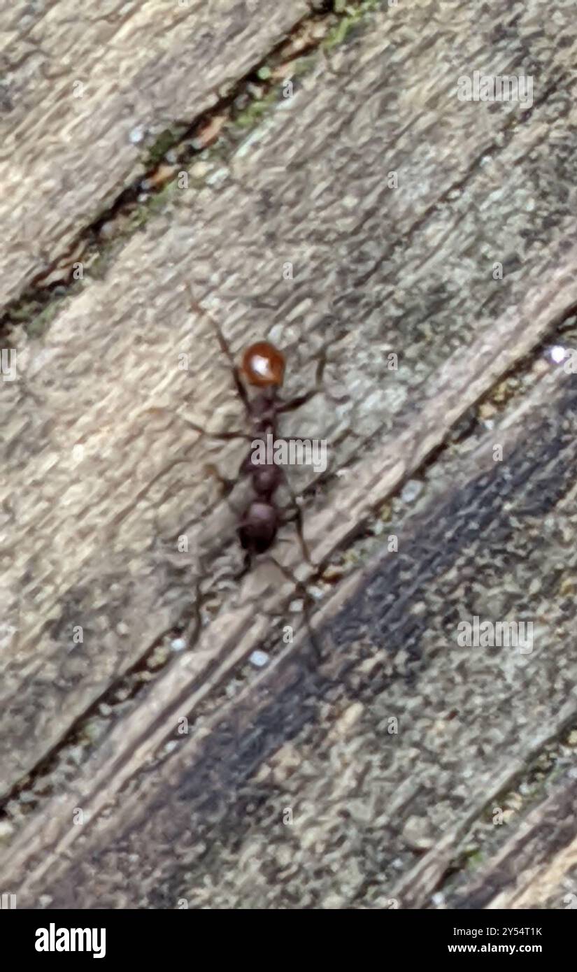 Notched Collared Ant (Aphaenogaster lamellidens) Insecta Stock Photo ...