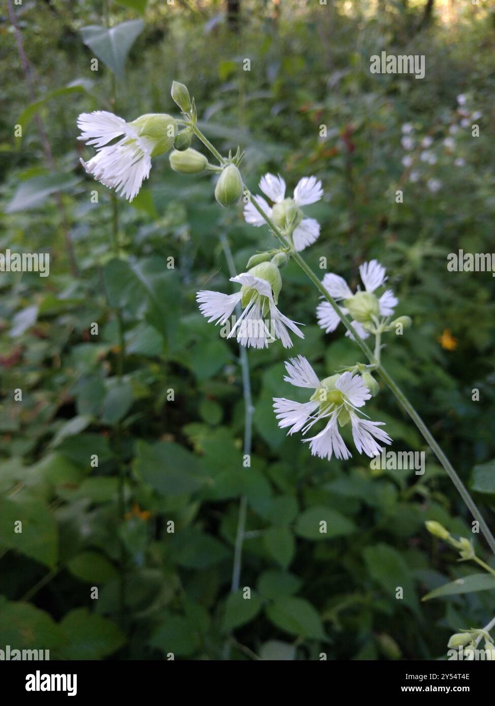 starry campion (Silene stellata) Plantae Stock Photo - Alamy