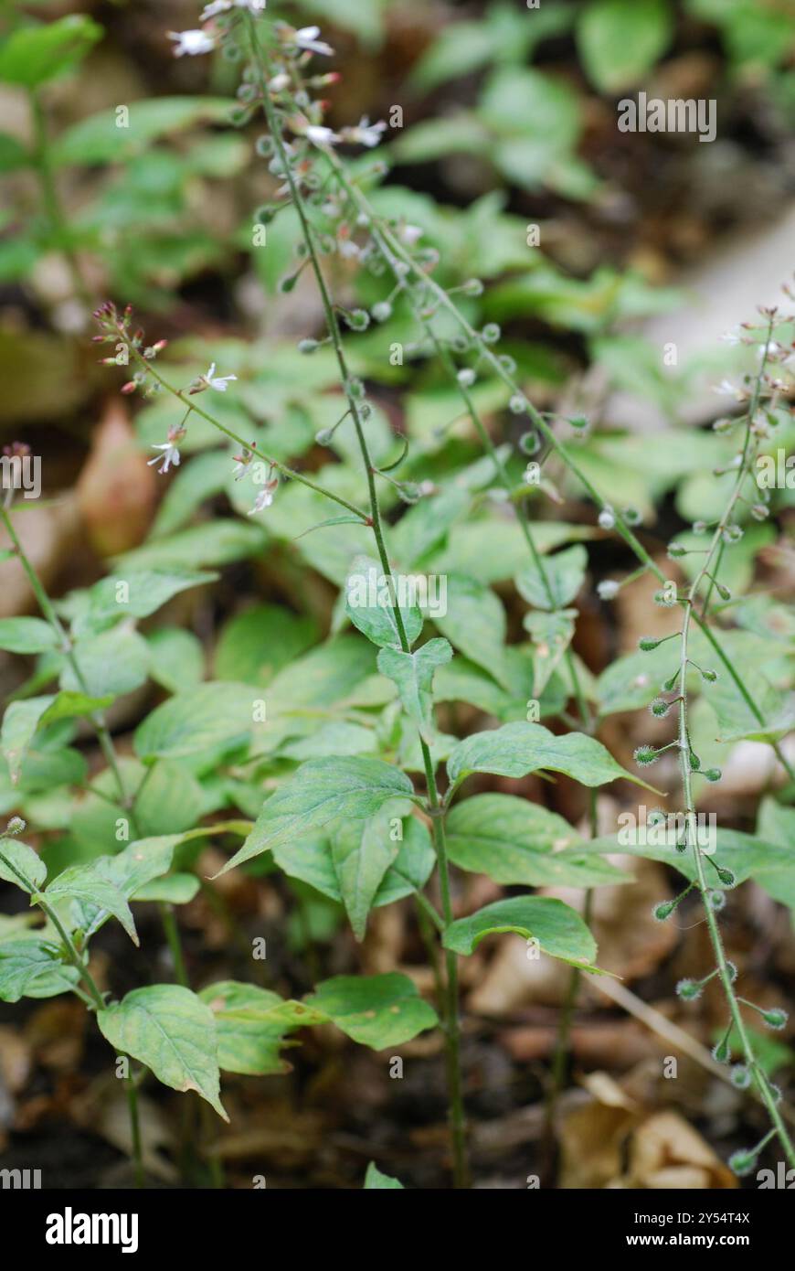 enchanter's-nightshade (Circaea lutetiana) Plantae Stock Photo - Alamy