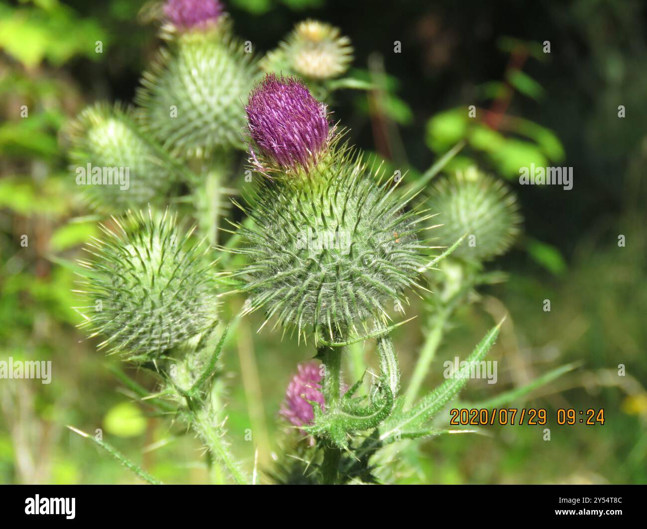 Bull Thistle (Cirsium vulgare) Plantae Stock Photo - Alamy