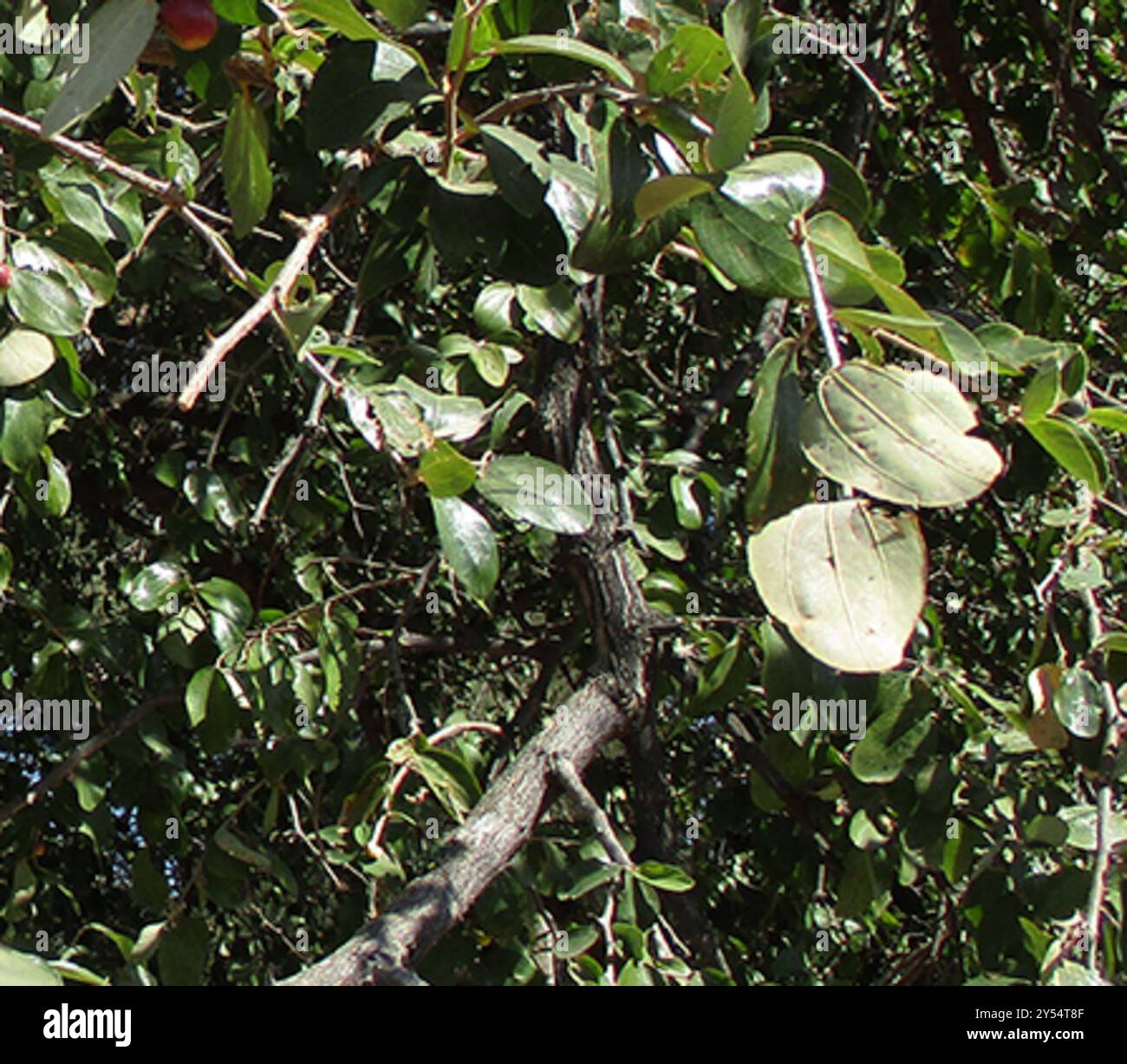 buffalo-thorn (Ziziphus mucronata) Plantae Stock Photo - Alamy