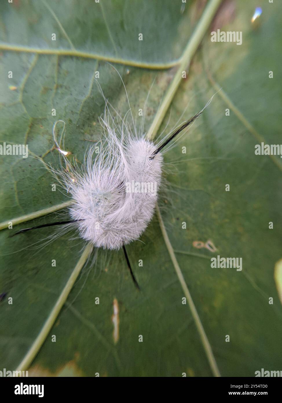 American Dagger (Acronicta americana) Insecta Stock Photo - Alamy
