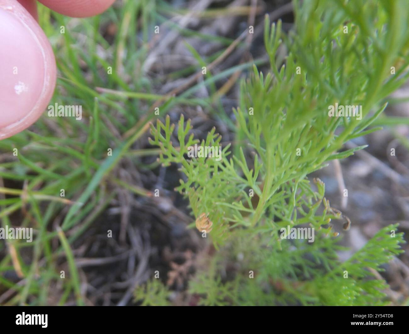 scentless mayweed (Tripleurospermum inodorum) Plantae Stock Photo - Alamy