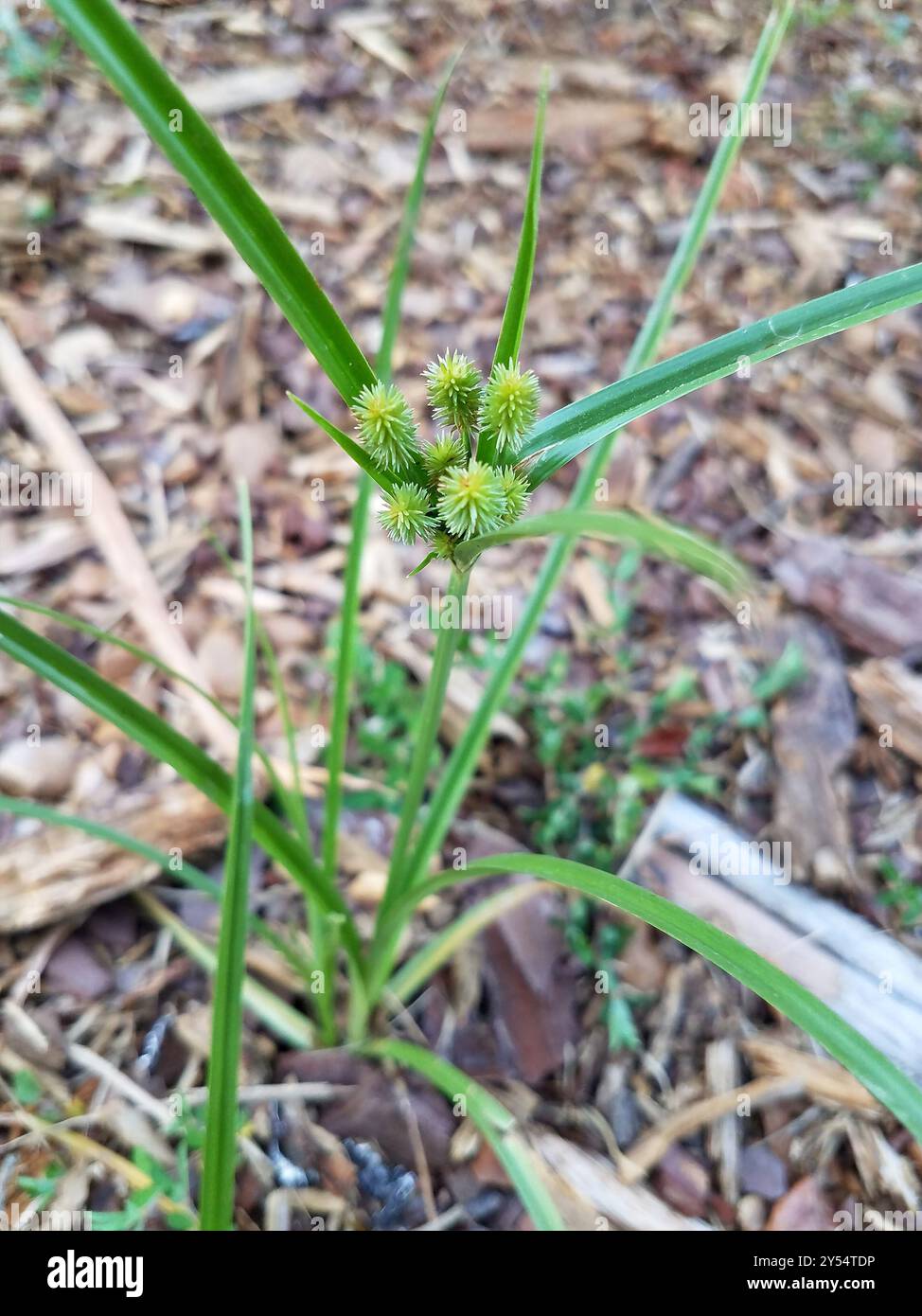 Pinebarren Flatsedge (Cyperus retrorsus) Plantae Stock Photo - Alamy