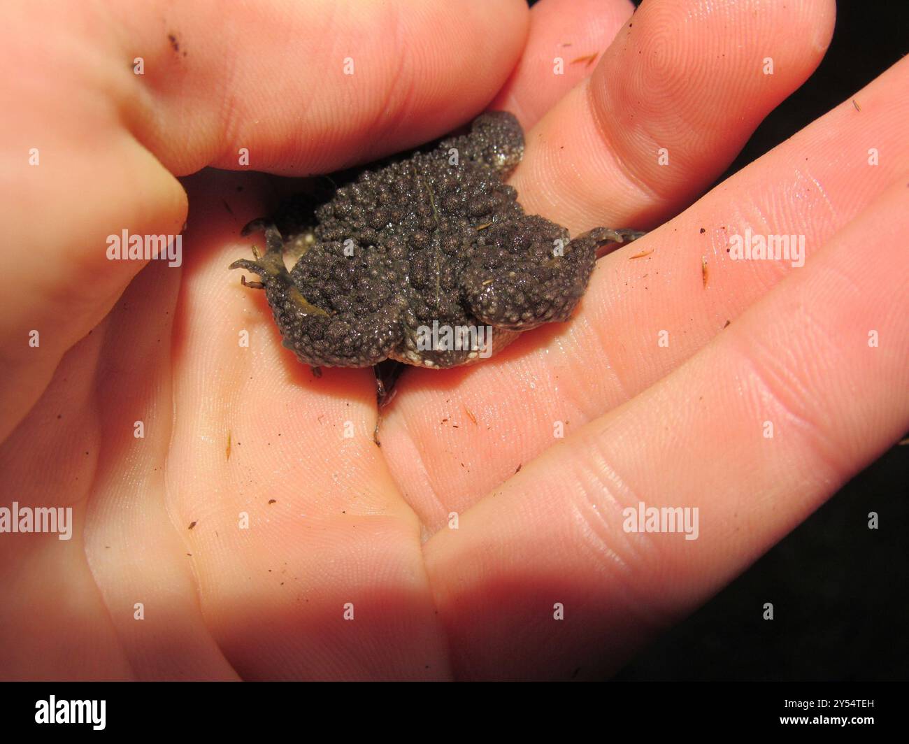 Sand Toad (Vandijkophrynus angusticeps) Amphibia Stock Photo - Alamy