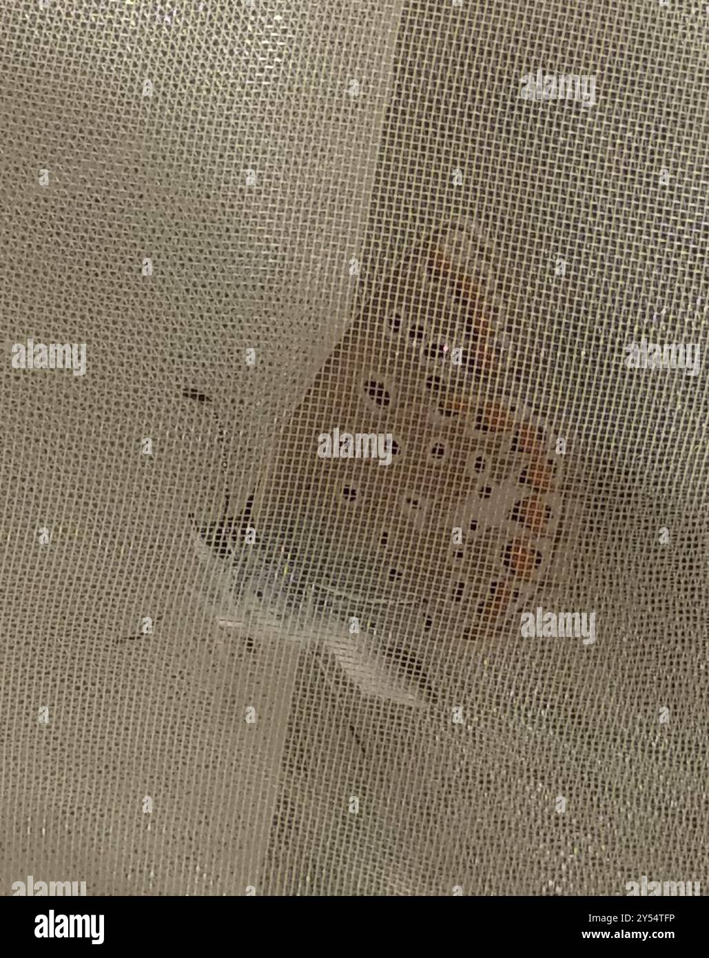 Gossamer-winged Butterflies (Lycaenidae) Insecta Stock Photo - Alamy