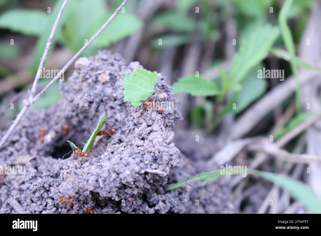 Hairy-headed leafcutter ant (Atta cephalotes) Insecta Stock Photo - Alamy