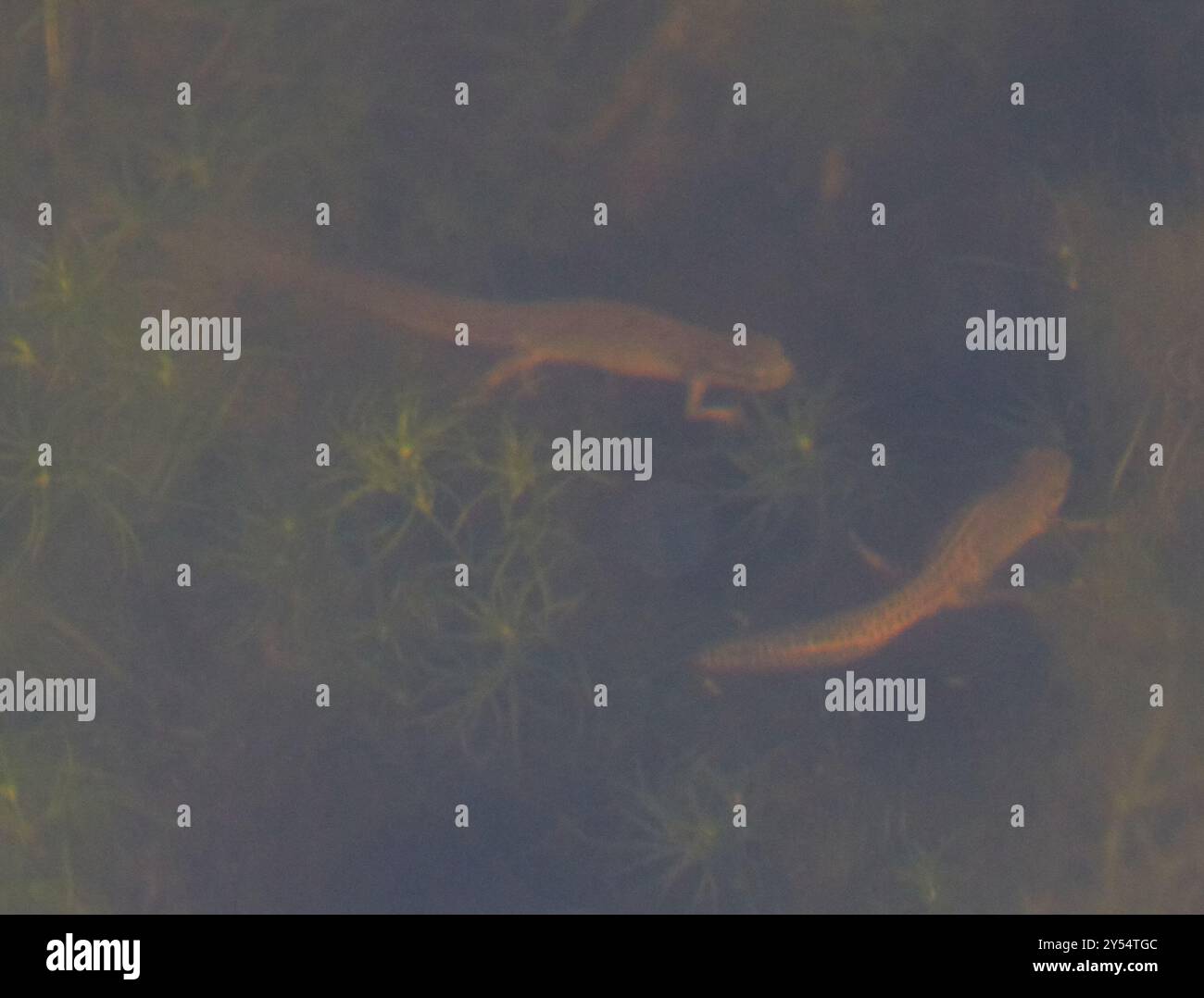 Eastern Newt (Notophthalmus viridescens) Amphibia Stock Photo - Alamy