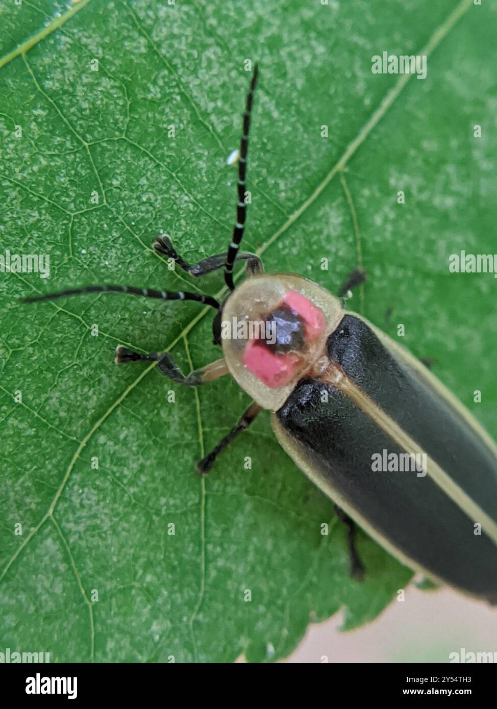 Common Eastern Firefly (Photinus pyralis) Insecta Stock Photo - Alamy