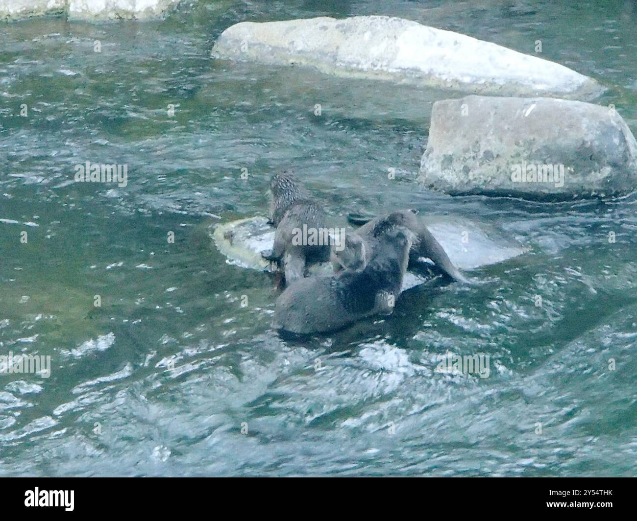 North American River Otter (Lontra canadensis) Mammalia Stock Photo - Alamy