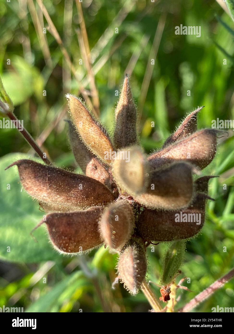 Twining Snoutbean (Rhynchosia tomentosa) Plantae Stock Photo - Alamy