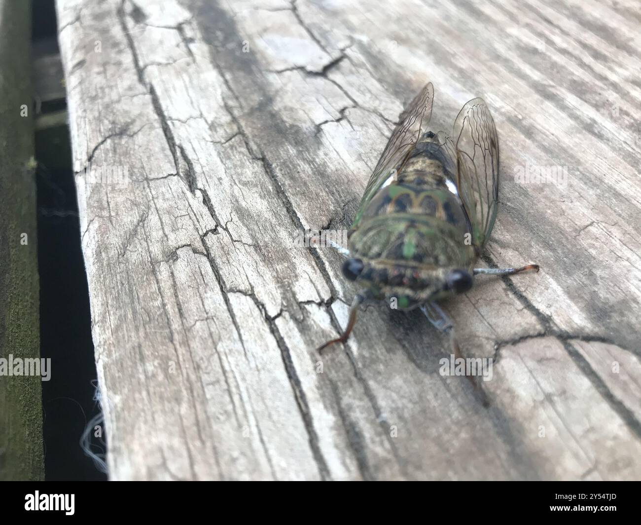 Scissor Grinder (Neotibicen pruinosus) Insecta Stock Photo - Alamy
