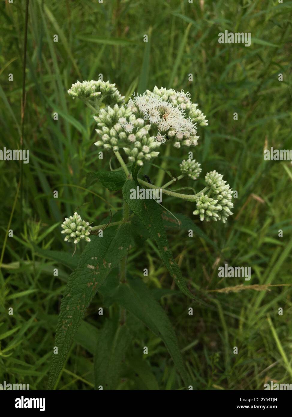 common boneset (Eupatorium perfoliatum) Plantae Stock Photo - Alamy