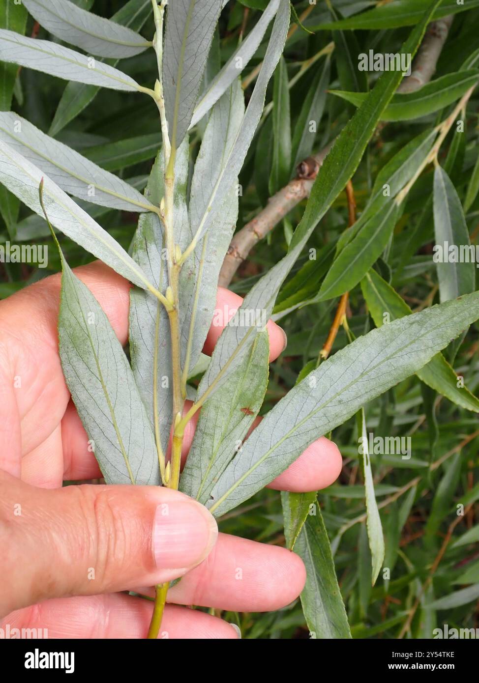 Willows (Salix) Plantae Stock Photo - Alamy