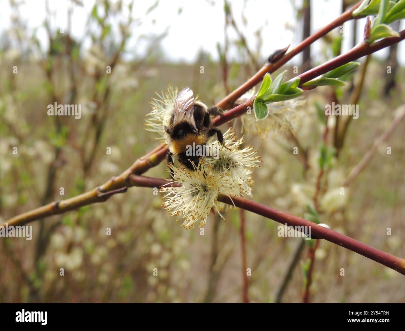 Bohemian Cuckoo Bumble bee (Bombus bohemicus) Insecta Stock Photo - Alamy