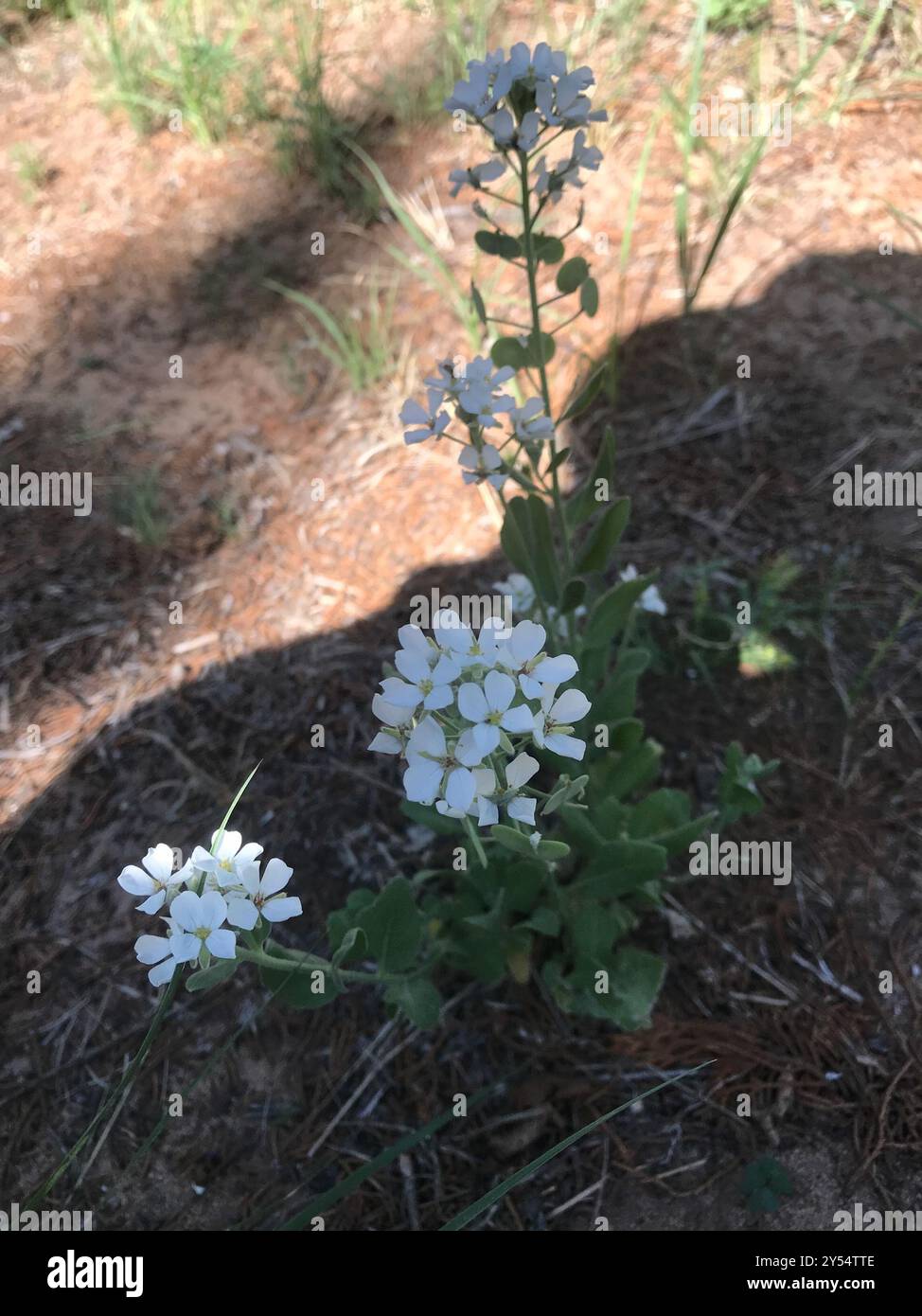 Palmer's spectaclepod (Dimorphocarpa candicans) Plantae Stock Photo - Alamy