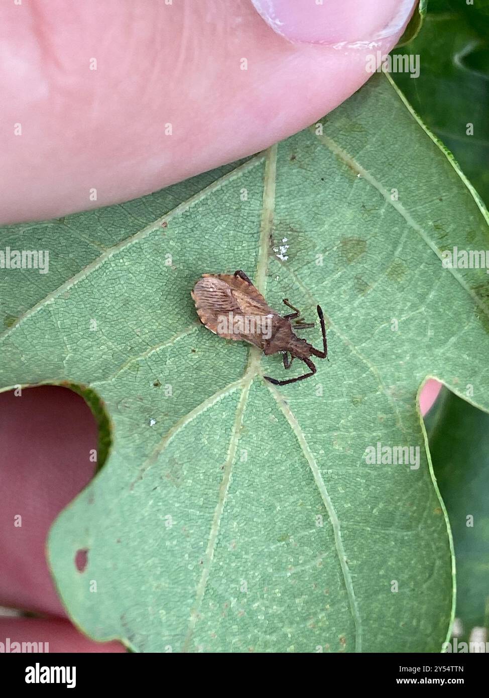 Leaf-footed Bugs (Coreidae) Insecta Stock Photo - Alamy