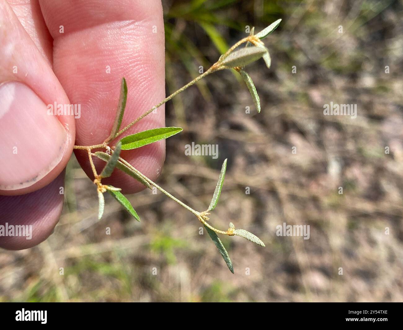 elliptical rushfoil (Croton michauxii ellipticus) Plantae Stock Photo ...