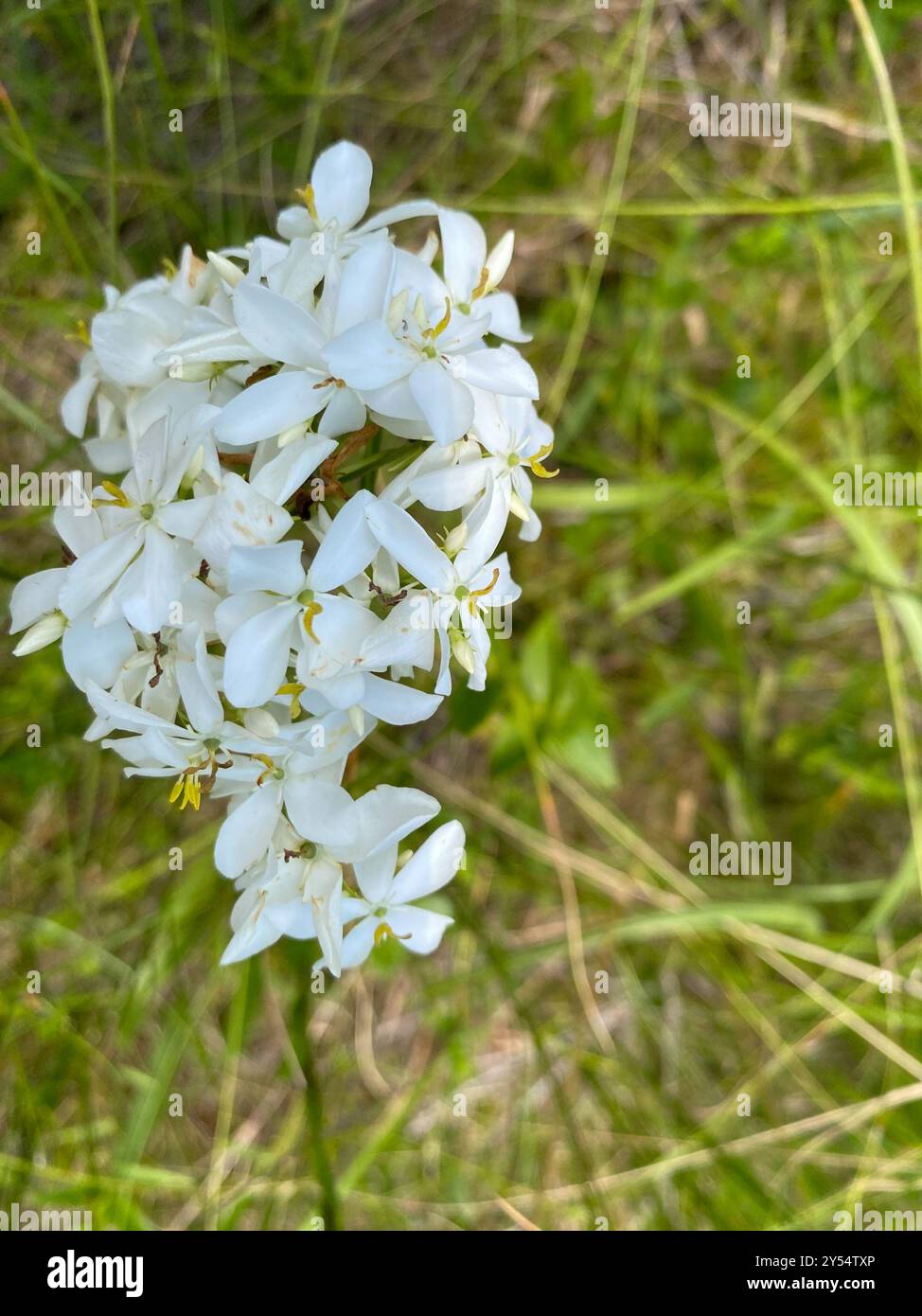 lanceleaf rose-gentian (Sabatia difformis) Plantae Stock Photo - Alamy