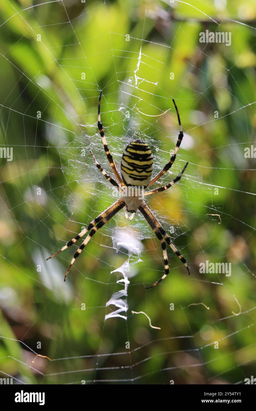 Wasp Spider (Argiope bruennichi) Arachnida Stock Photo - Alamy
