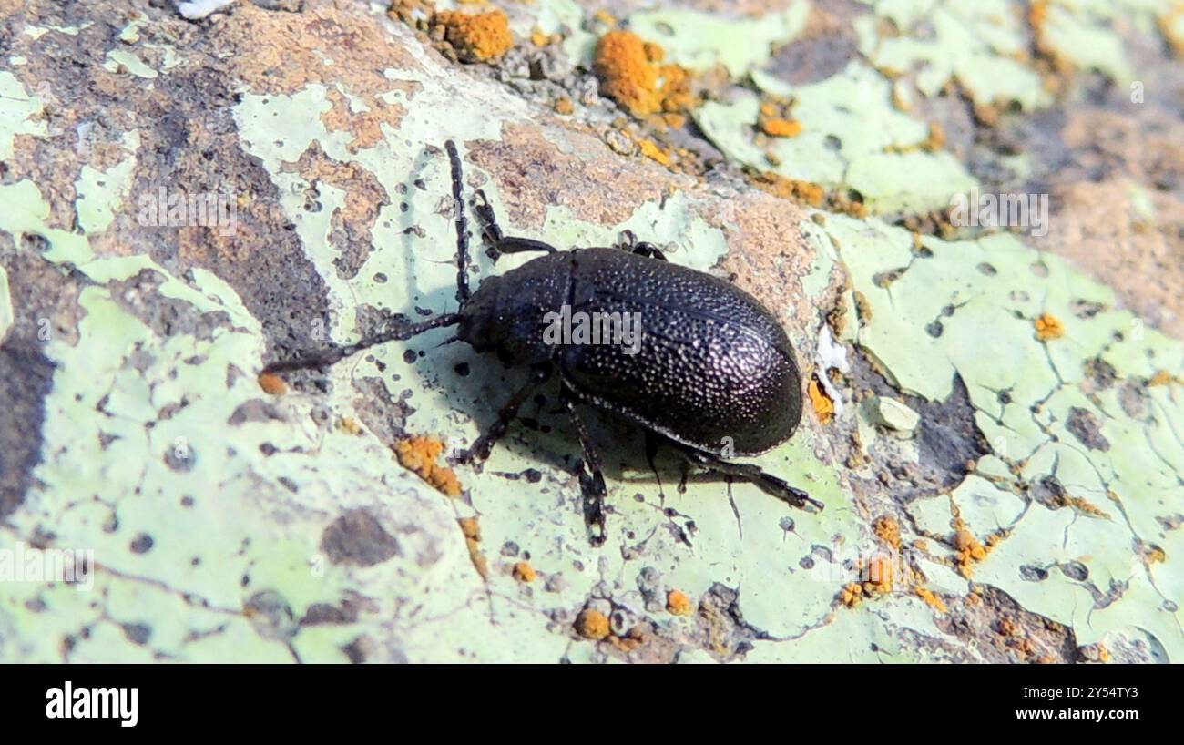 black-punctured leaf beetle (Galeruca tanaceti) Insecta Stock Photo - Alamy