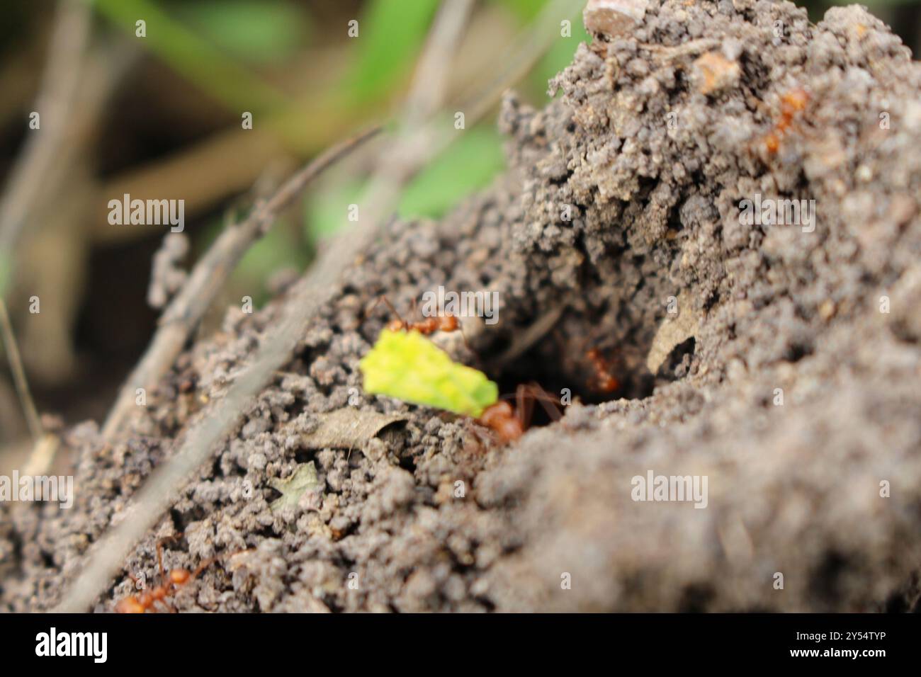 Hairy-headed leafcutter ant (Atta cephalotes) Insecta Stock Photo - Alamy