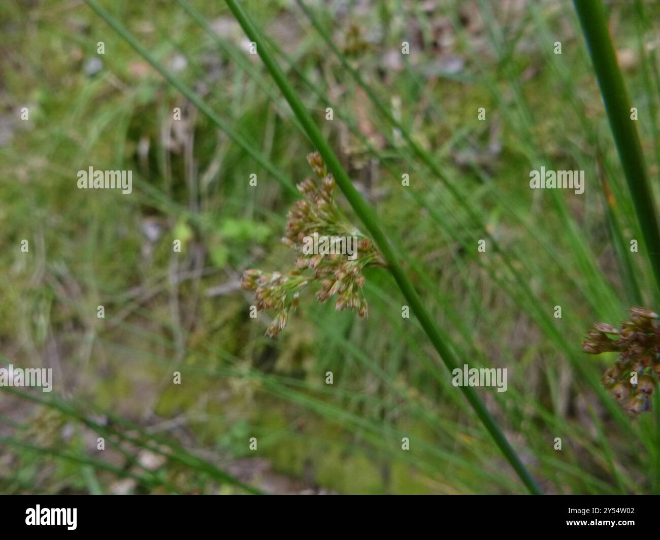 Soft Rush (Juncus effusus) Plantae Stock Photo - Alamy