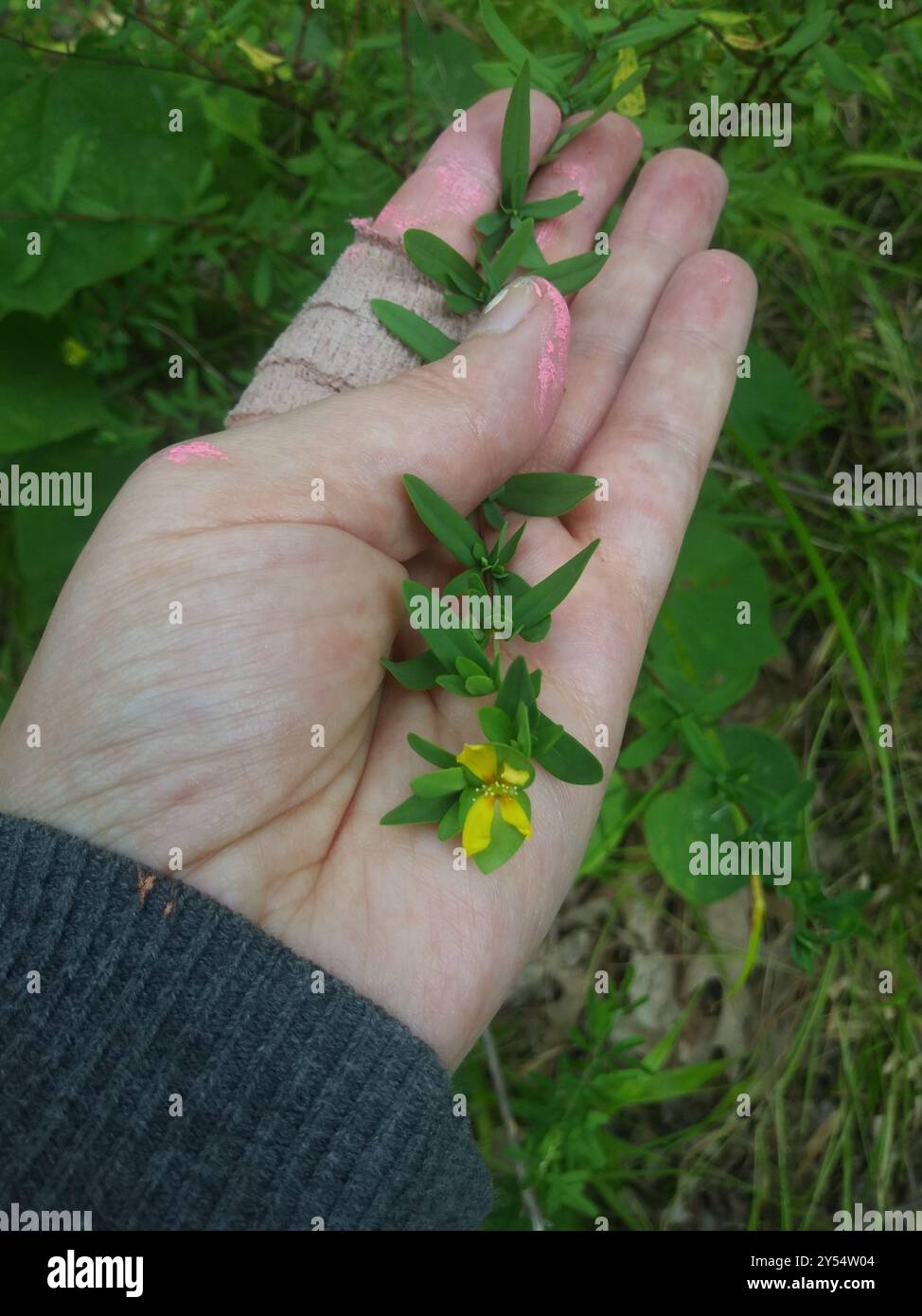St. Andrew's cross (Hypericum hypericoides) Plantae Stock Photo - Alamy