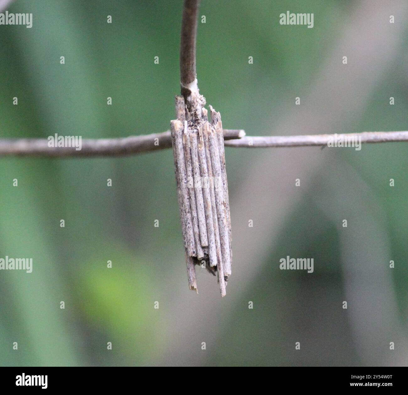 Bagworm Moths (Psychidae) Insecta Stock Photo - Alamy