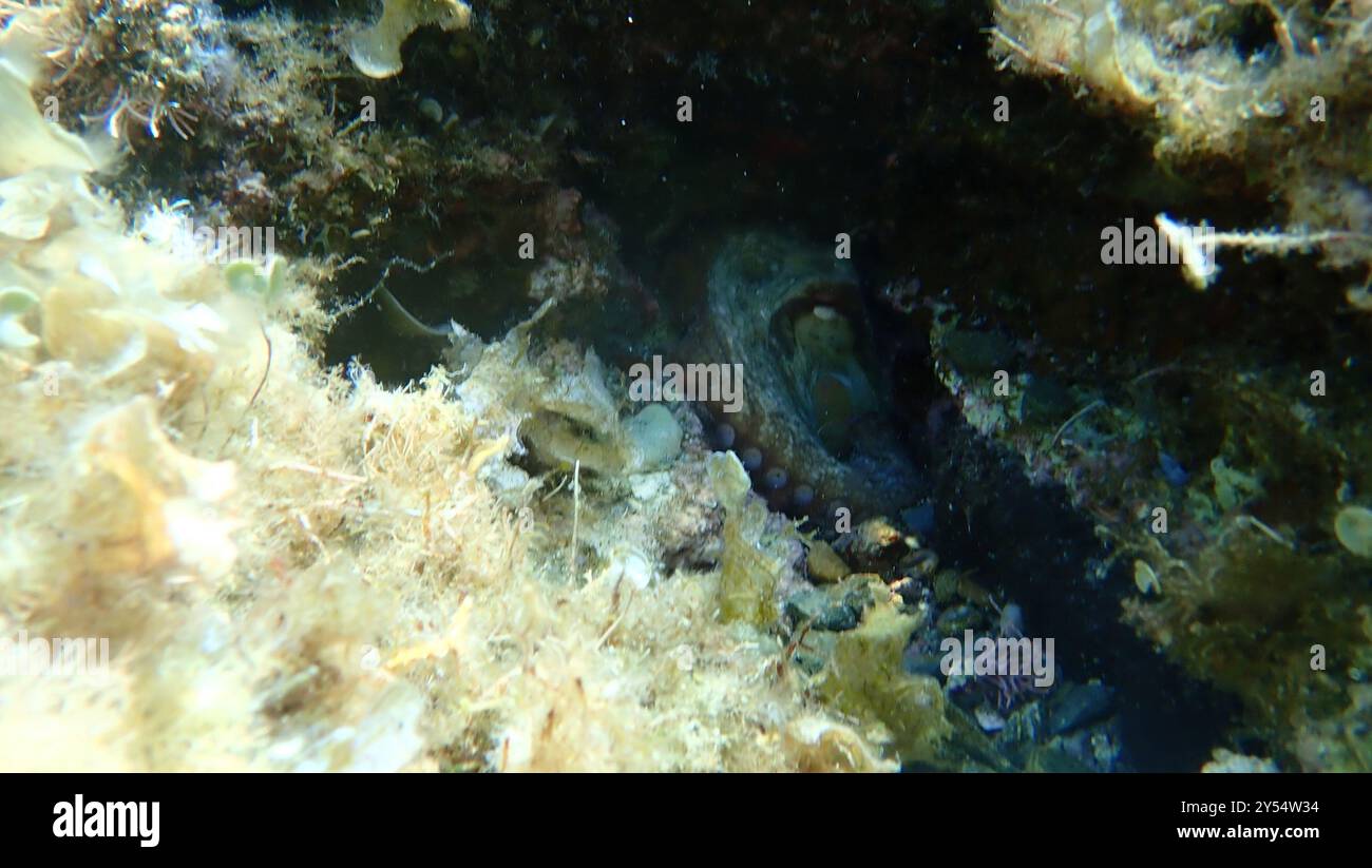 Common Octopus (Octopus vulgaris) Mollusca Stock Photo - Alamy
