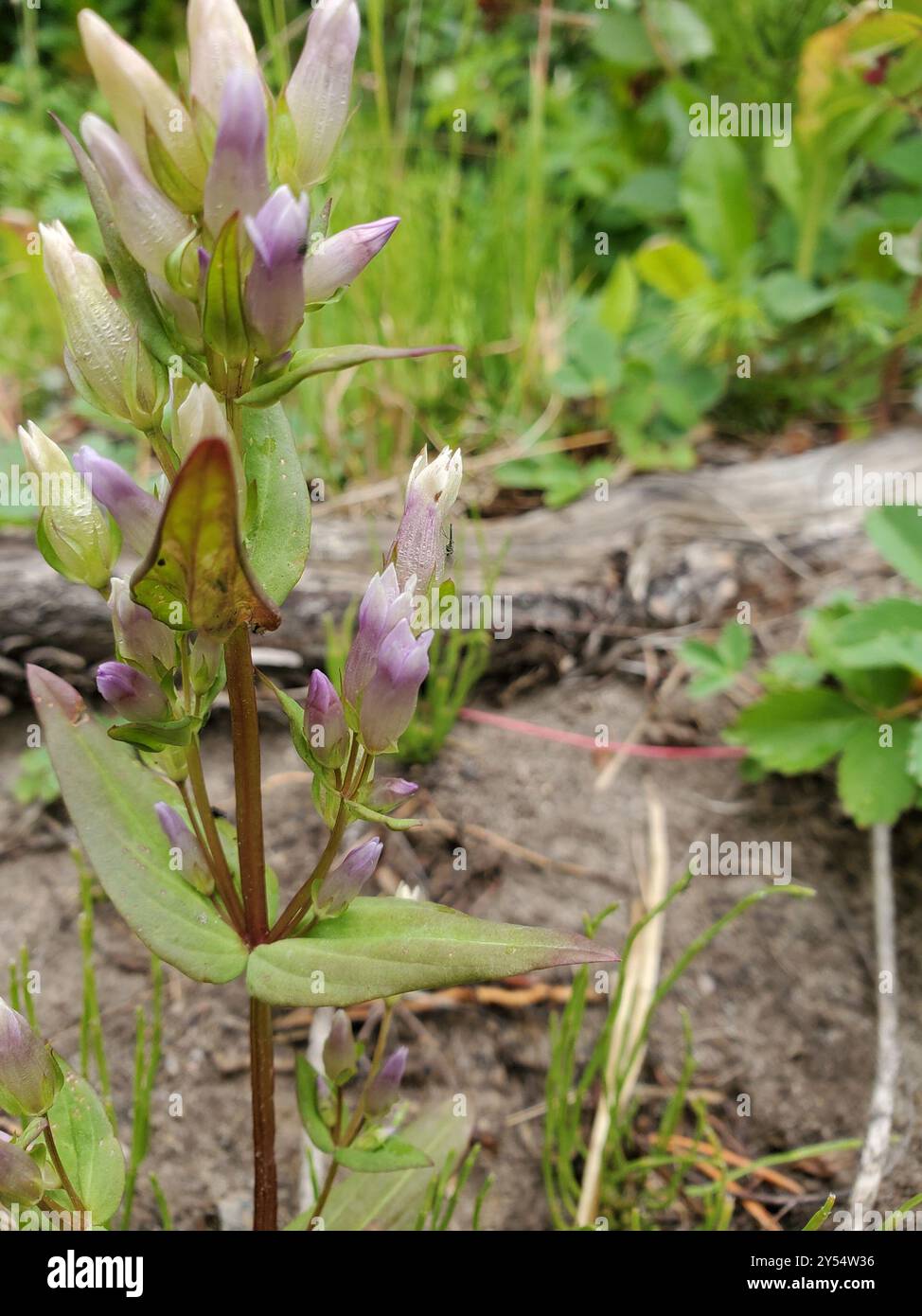 dwarf gentians (Gentianella) Plantae Stock Photo - Alamy