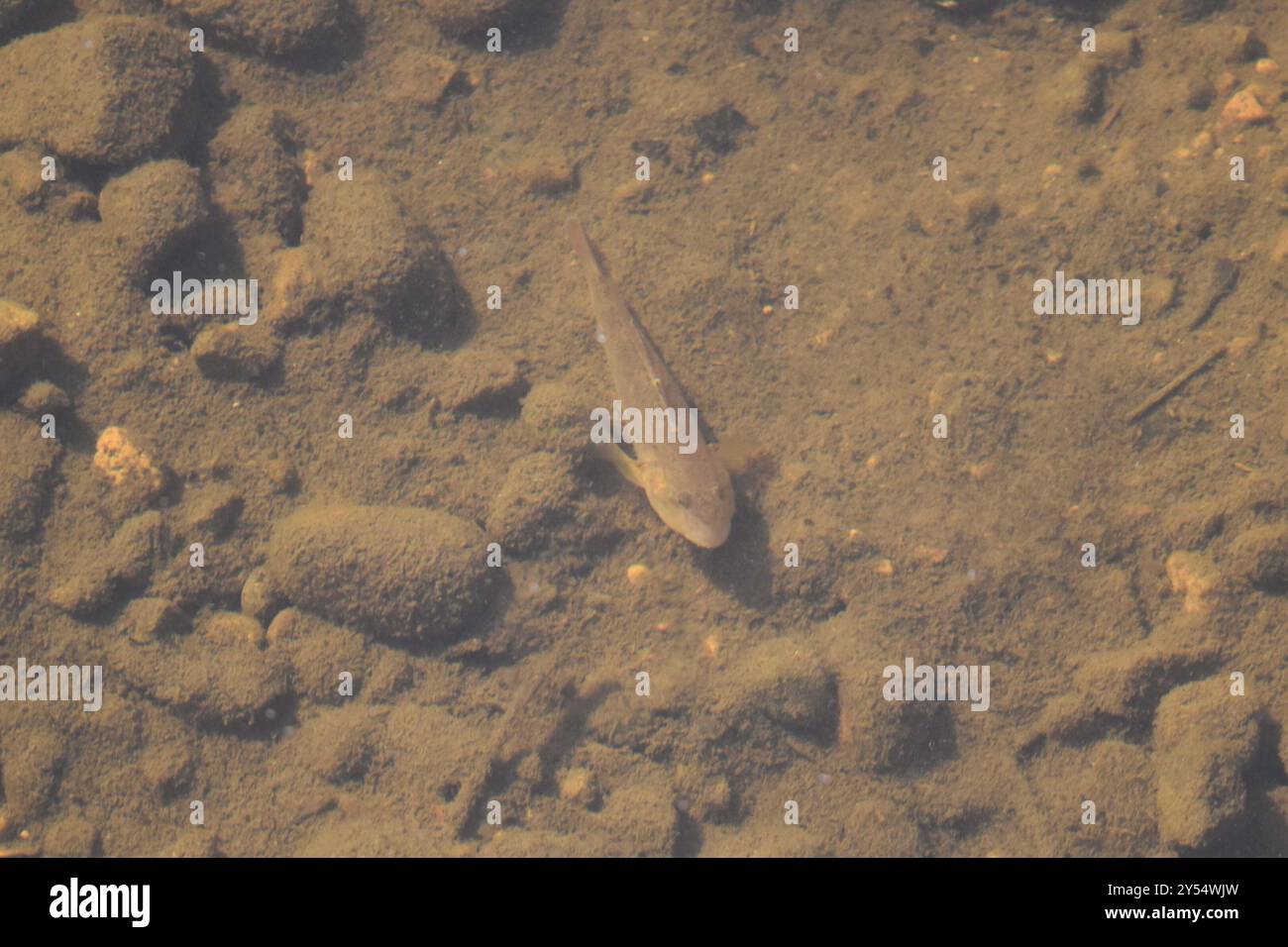Round Goby (Neogobius melanostomus) Actinopterygii Stock Photo - Alamy