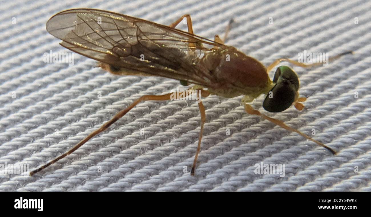 Compost Fly (Ptecticus trivittatus) Insecta Stock Photo - Alamy