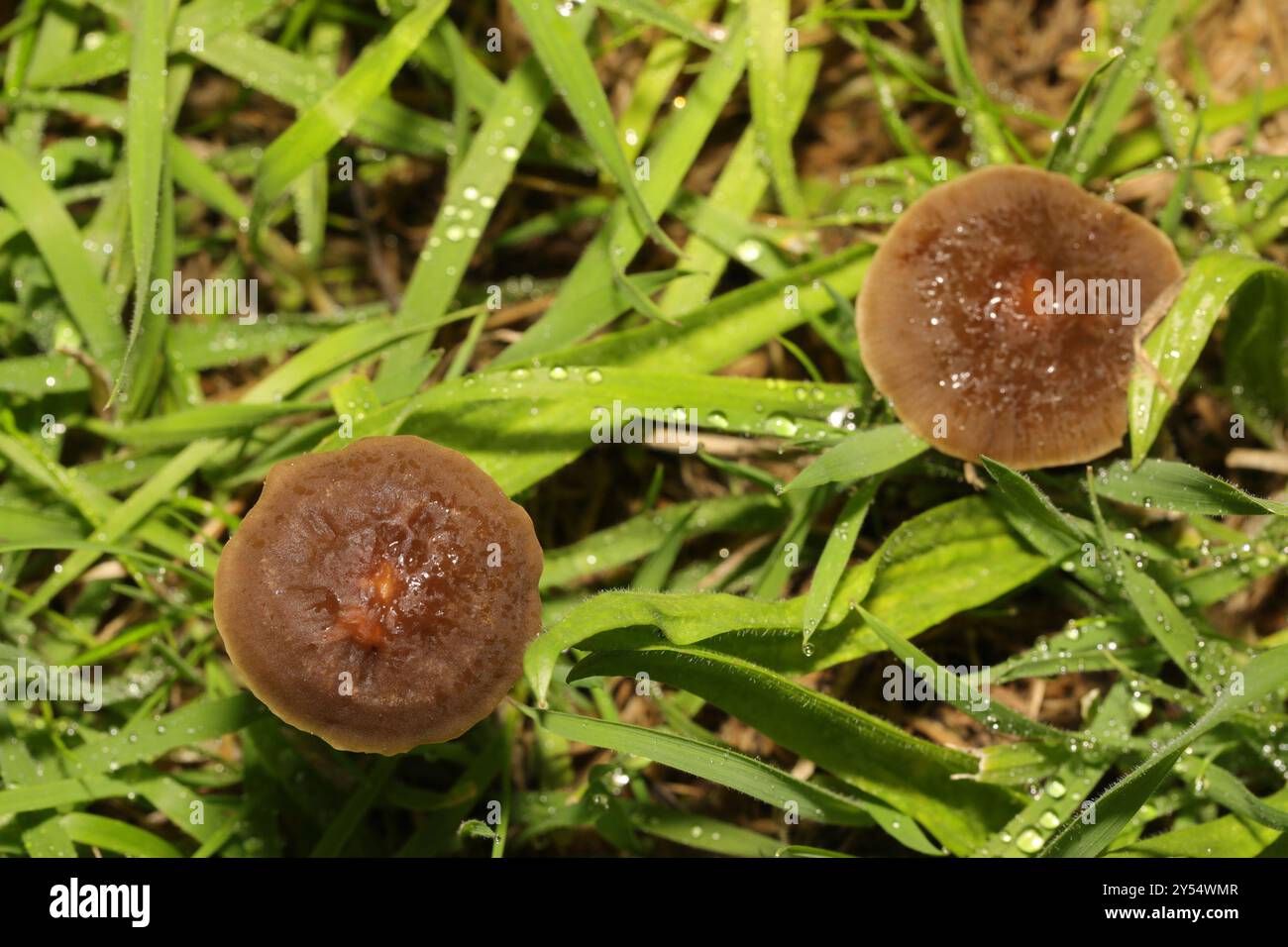 Brittlestems and Allies (Psathyrellaceae) Fungi Stock Photo - Alamy