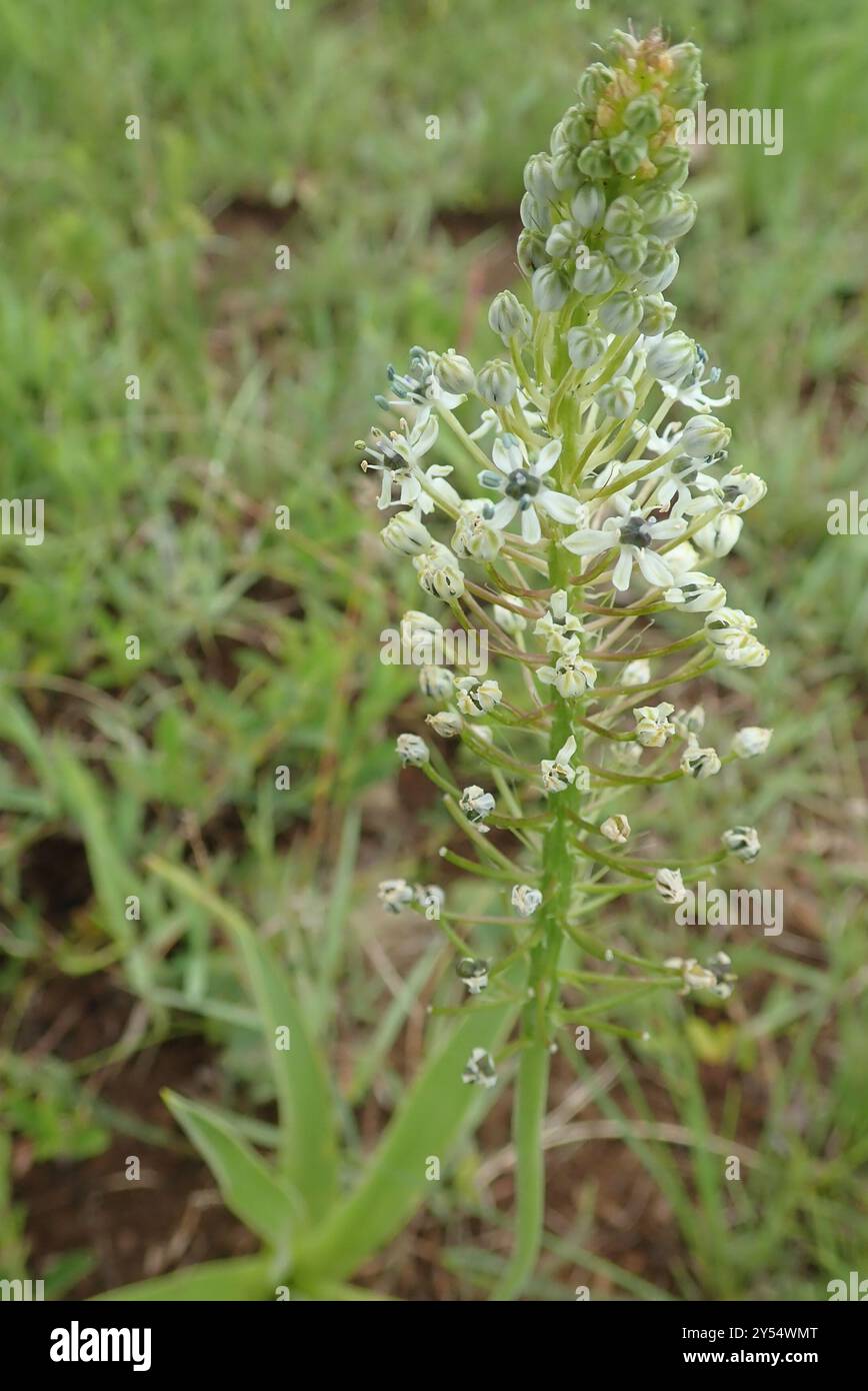 sand lily (Schizocarphus nervosus) Plantae Stock Photo - Alamy