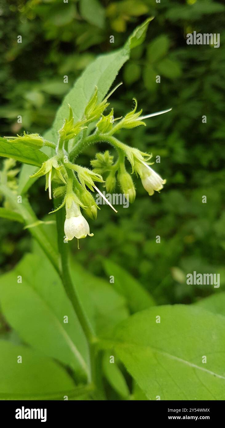 Tuberous Comfrey (Symphytum tuberosum) Plantae Stock Photo - Alamy