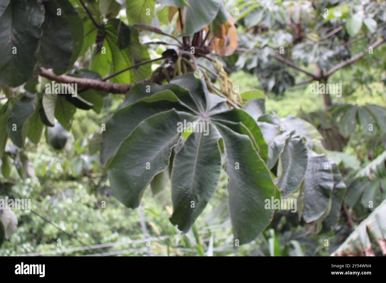 trumpet-tree (Cecropia obtusifolia) Plantae Stock Photo - Alamy