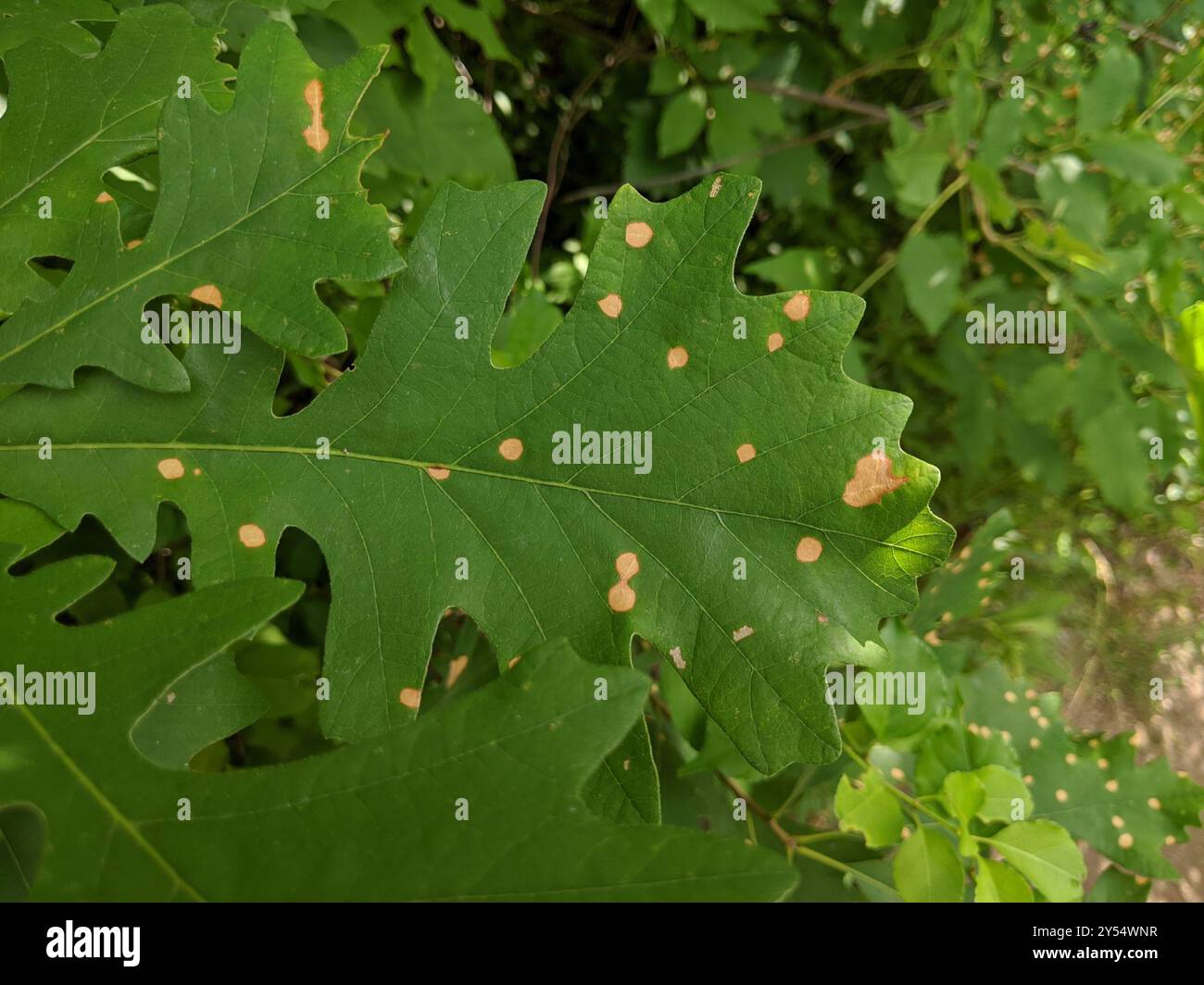 (Tubakia suttoniana) Fungi Stock Photo - Alamy