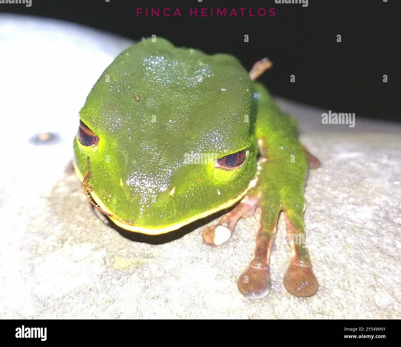 Tarsier Leaf Frog (Phyllomedusa tarsius) Amphibia Stock Photo - Alamy