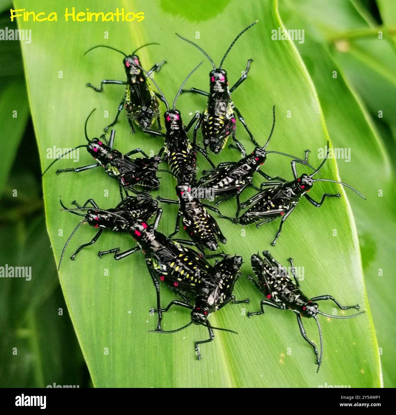 (Chromacris icterus) Insecta Stock Photo - Alamy