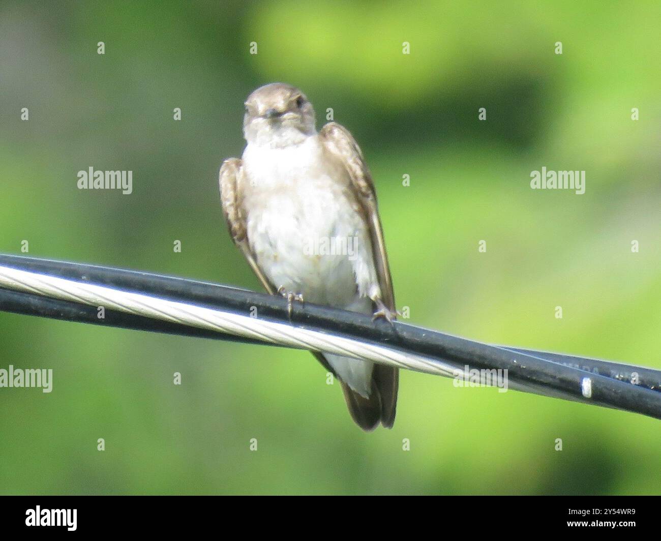 Northern Rough-winged Swallow (Stelgidopteryx serripennis) Aves Stock ...